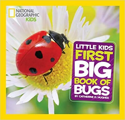 10 Captivating Bug Books For Preschoolers - Education Outside