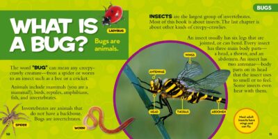 10 Captivating Bug Books For Preschoolers - Education Outside