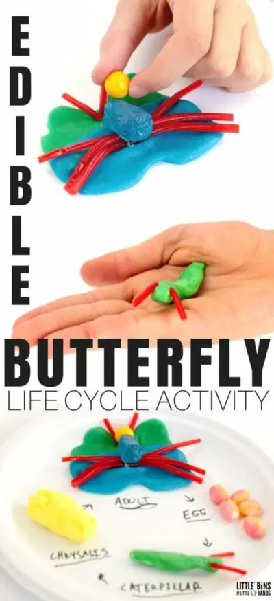10 Engaging Butterfly Life Cycle Activities for Preschool - Education ...