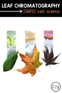 10 Splendid Leaf Activities for Preschoolers - Education Outside