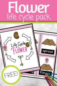 10 Flower Worksheets for Preschool to Nurture Various Skills ...
