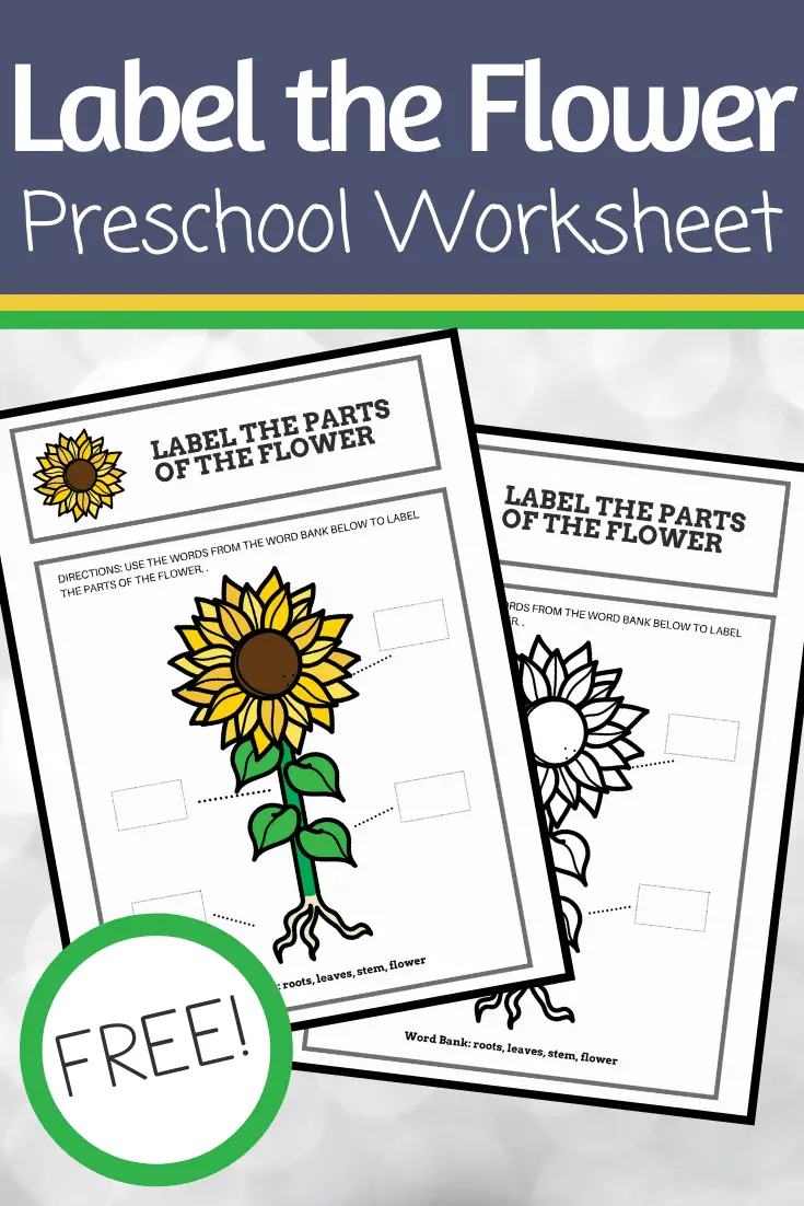 10 Flower Worksheets for Preschool to Nurture Various Skills ...