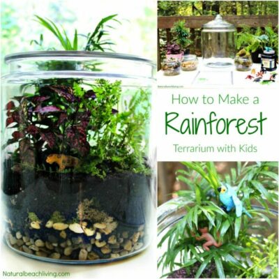 10 Amazing Rainforest Preschool Activities - Education Outside