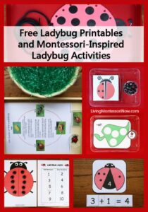 10 Lovely Ladybug Activities for Preschoolers - Education Outside