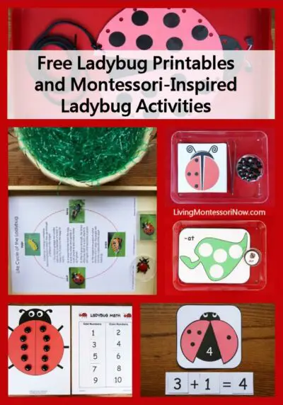 10 Lovely Ladybug Activities for Preschoolers - Education Outside